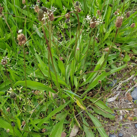 Graines Plantago lanceolata - Plantain lancéolé - Graminées