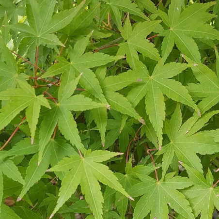 Graines d'Érable du Japon / palmé - Semences d'Acer palmatum