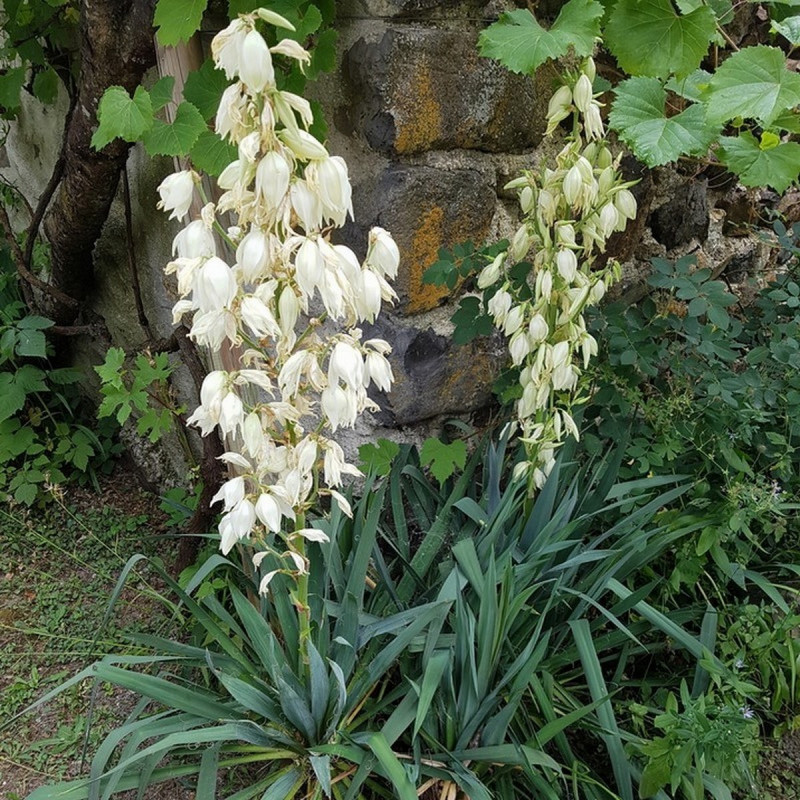 Graines de Yucca filamenteux - Semences de Yucca filamentosa