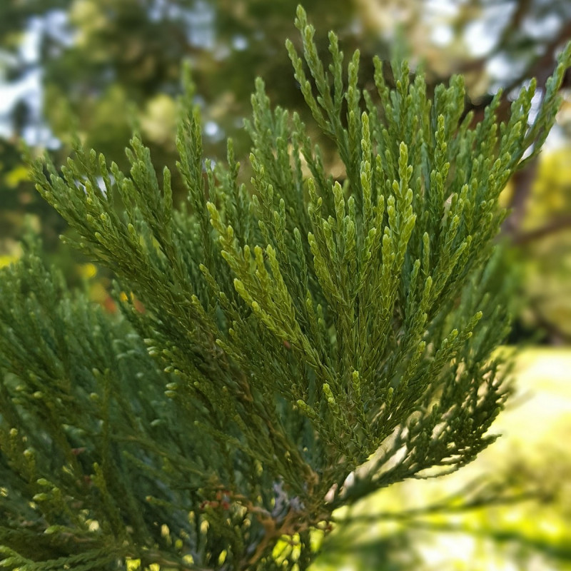 Graines de Séquoia géant - Semences de Sequoiadendron giganteum