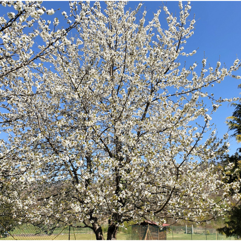 Graines de Merisier, Cerisier sauvage - Semences de Prunus Avium