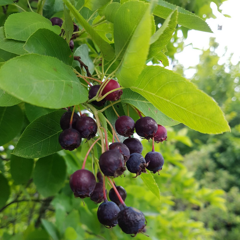 Graines d'Amélanchier du Canada - Semences d'Amelanchier canadensis