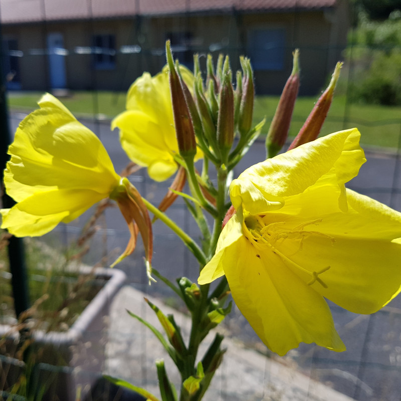Graines d'Onagre bisannuelle - Semences d'Oenothera Biennis du Massif ...