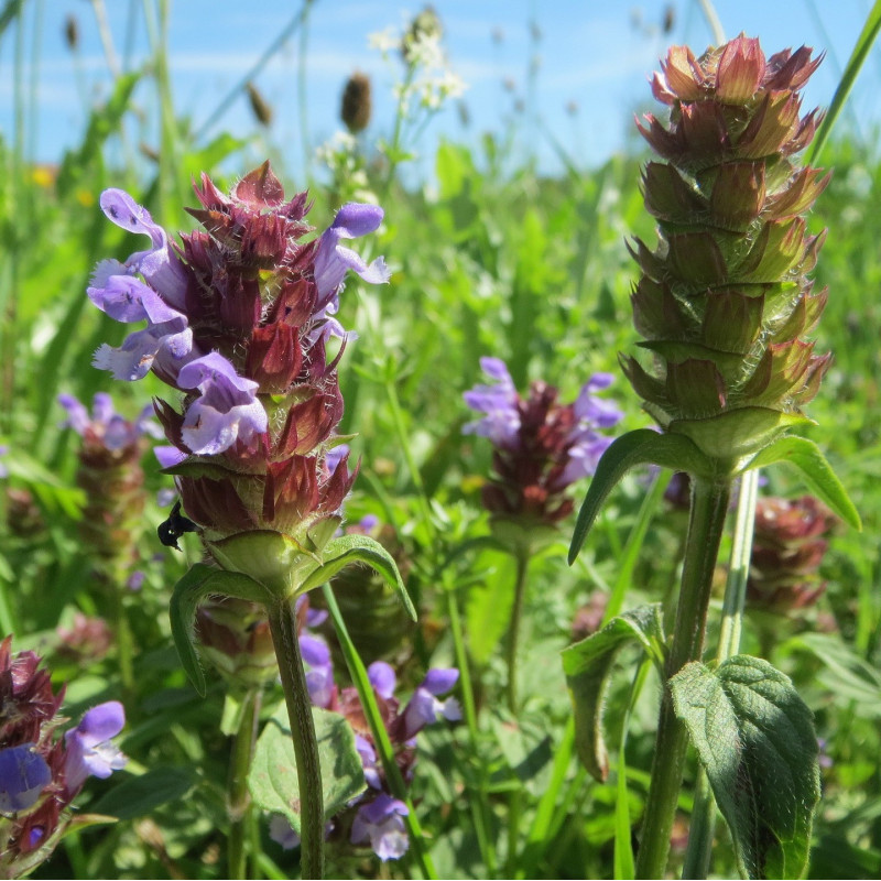 Graines de Brunelle commune - Semences de Prunella vulgaris - Végétal local