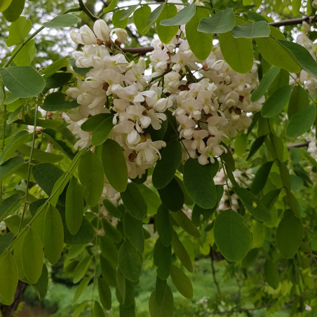 Graines de Robinier faux-acacia - Semences de Robinia pseudoacacia