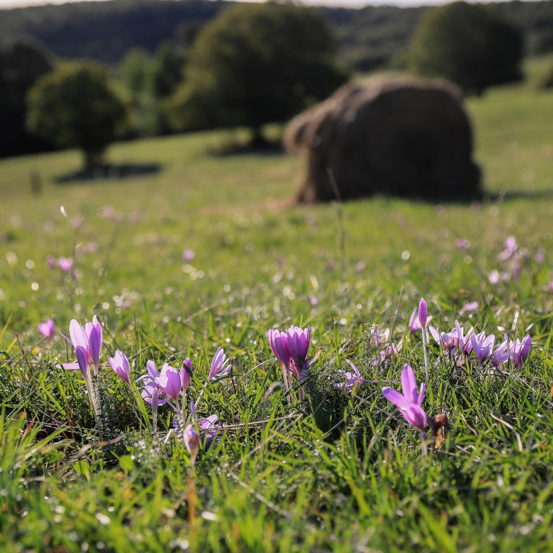 Graines de Colchique d'automne - Semences de Colchicum autumnale