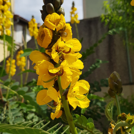 Graines de Cassia didymobotrya - Semences de Cassia didymobotrya