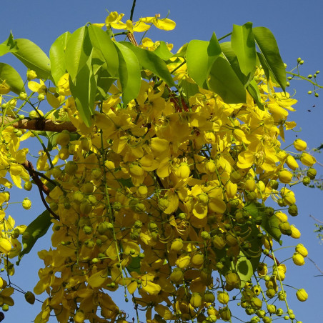 Graines de Cassier - Semences de Cassia fistula