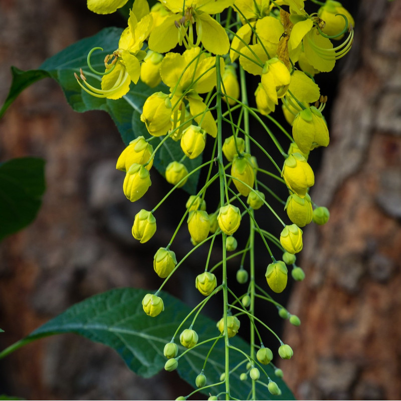 Graines de Cassier - Semences de Cassia fistula