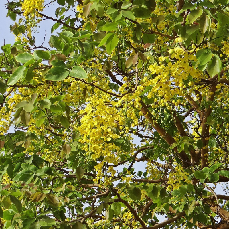 Graines de Cassier - Semences de Cassia fistula