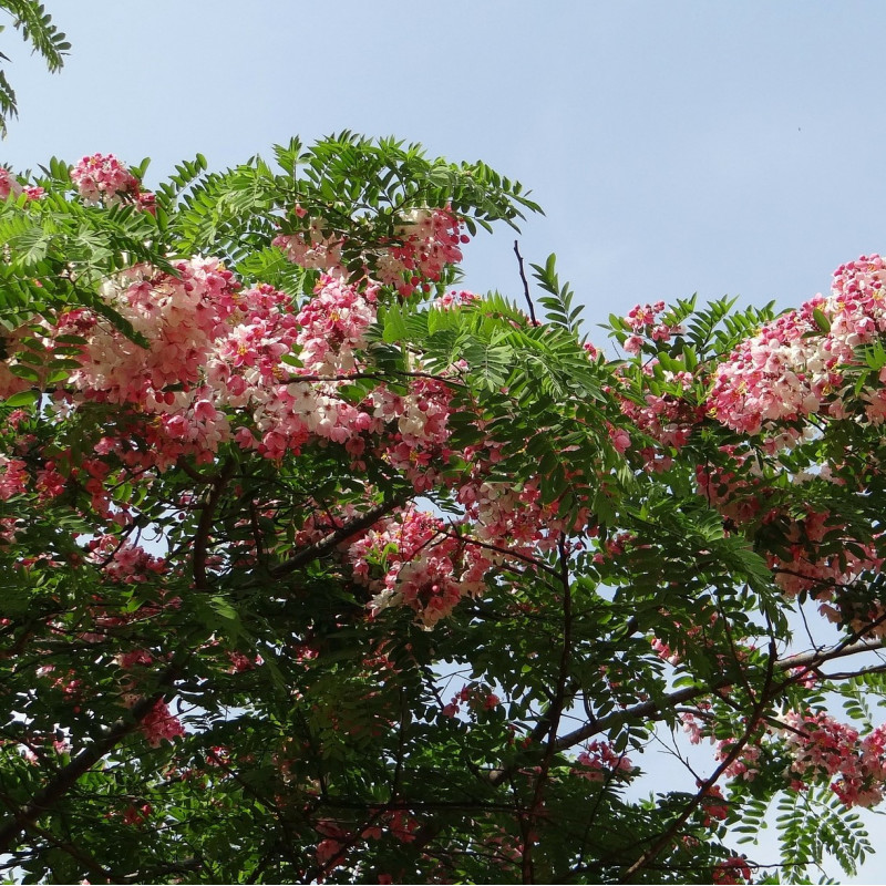 Graines de Casse / Douche de Java - Semences de Cassia javanica