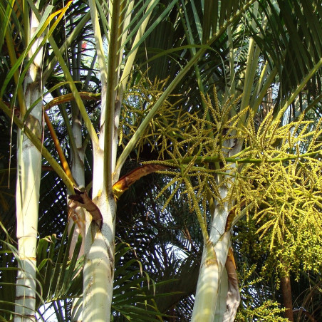 Graines de Palmiste multipliant - Semences de Chrysalidocarpus lutescens