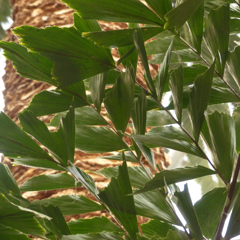 Graines de Palmier queue de poisson - Semences de Caryota mitis