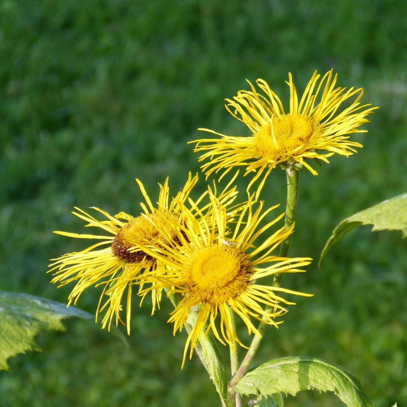 Graines de Grande Aunée - Semences d'Inula helenium