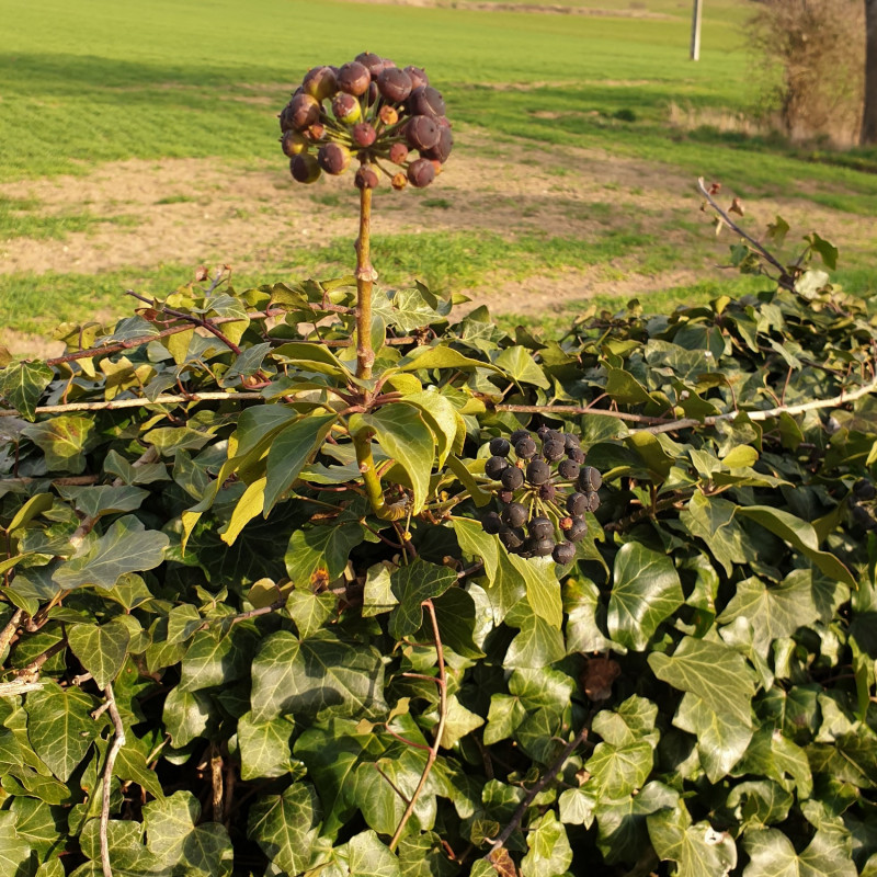 Graines de Lierre commun - Semences de Hedera helix
