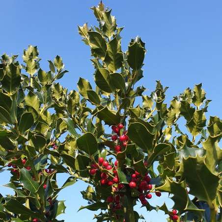 Graines de Houx commun - Semences d'Ilex aquifolium