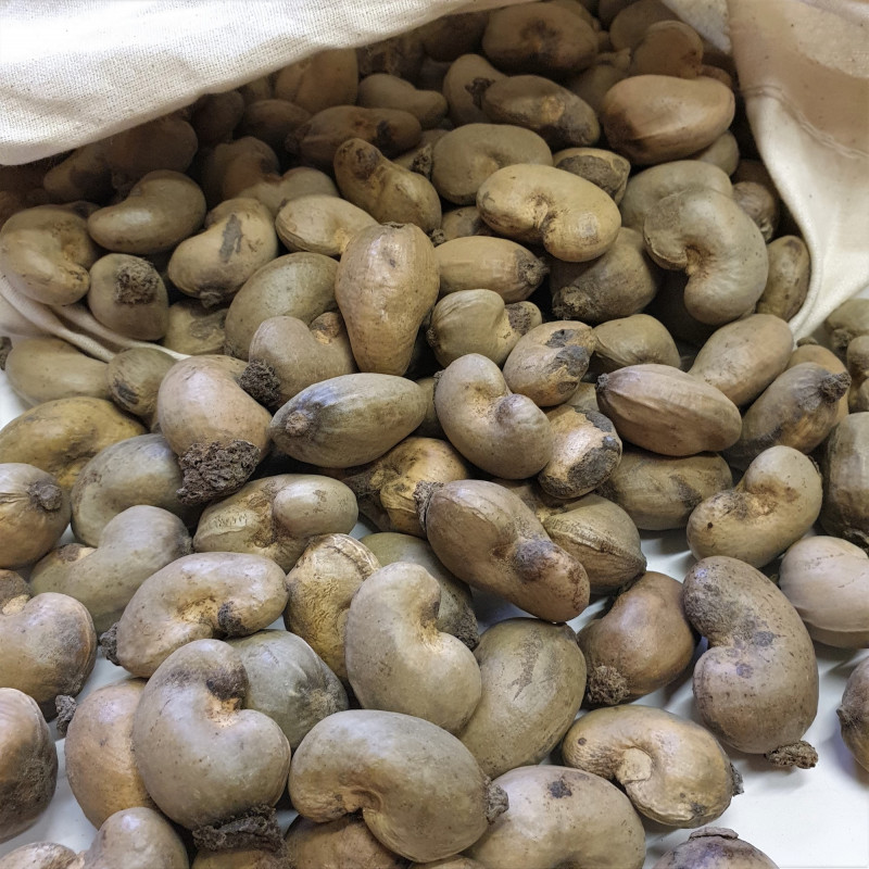Graines de Noix de Cajou - Semences d'Anacardium occidentale