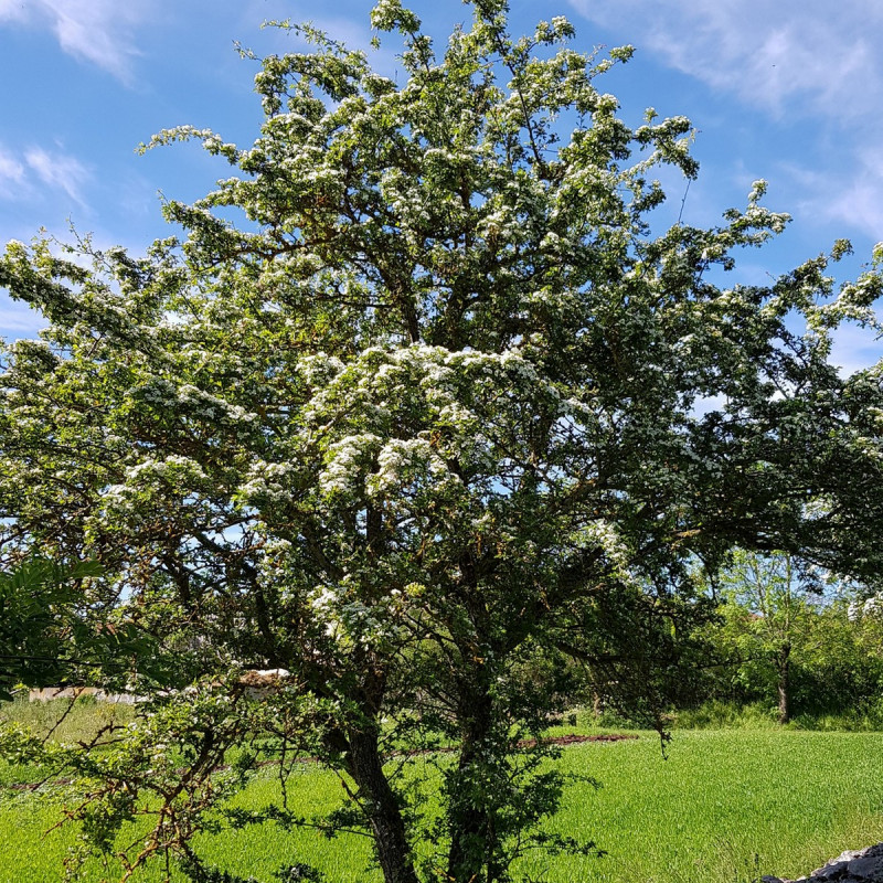 Graines d'Aubépine - Semences de Crataegus monogyna - Végétal local