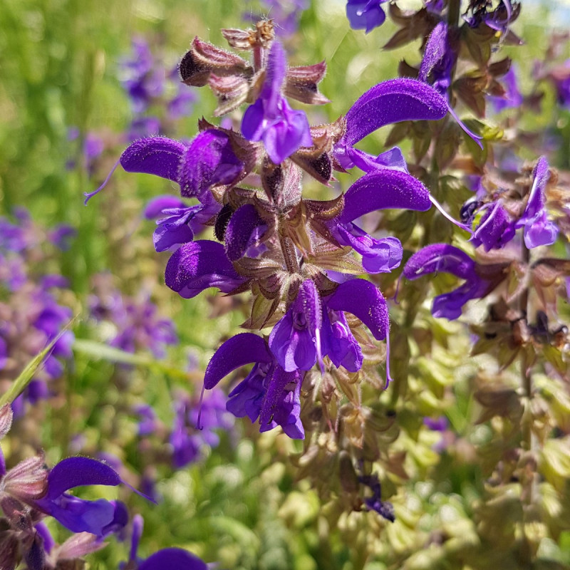 Graines de Sauge des prés - Semences de Salvia pratensis - Végétal local