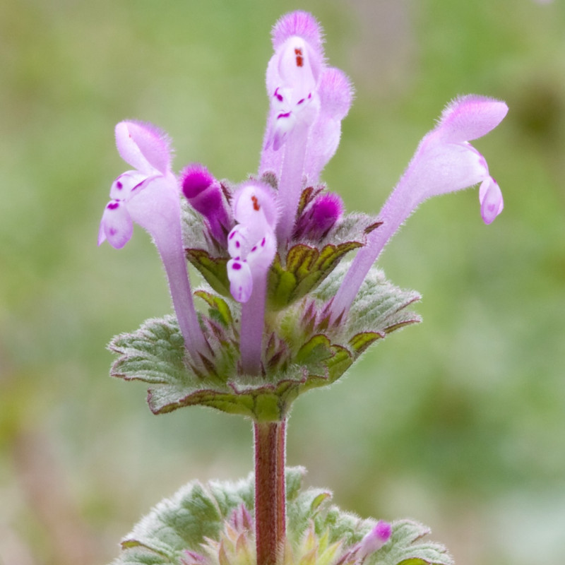 Graines de Lamier amplexicaule - Lamium amplexicaule