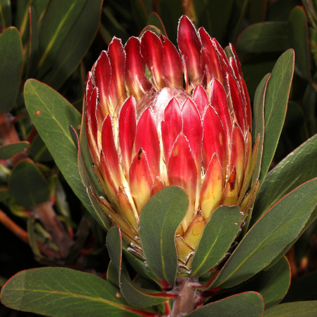 Graines de Protea obtusifolia