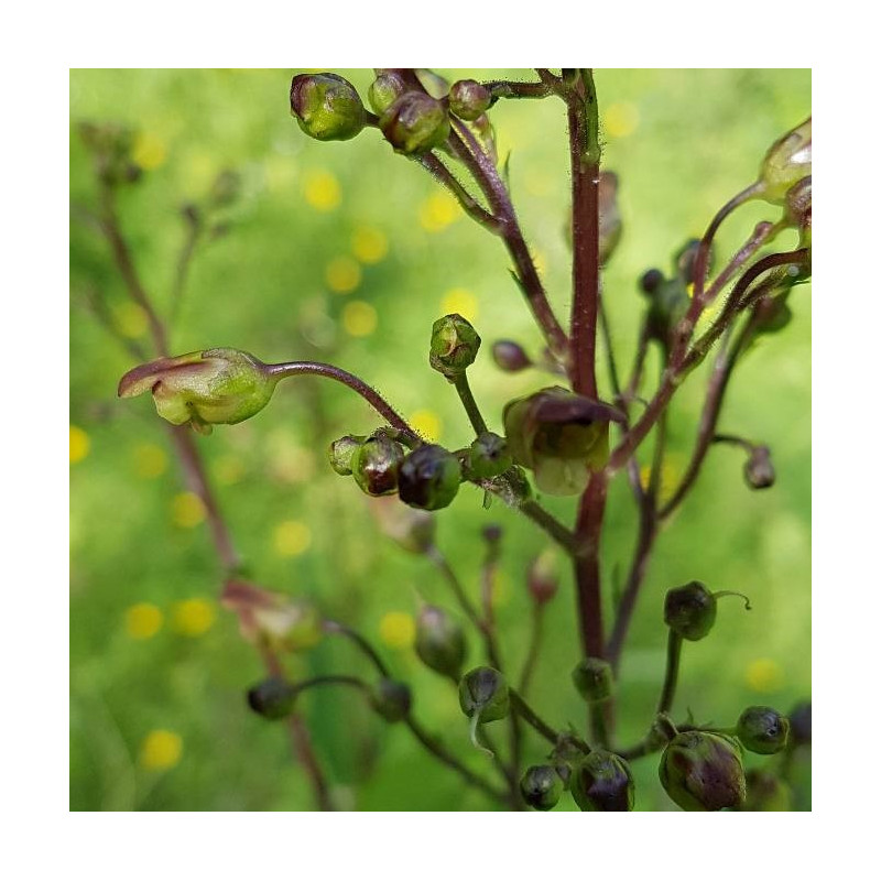 Graines de Scrophuaire noueuse - Semences de Scrophularia nodosa ...