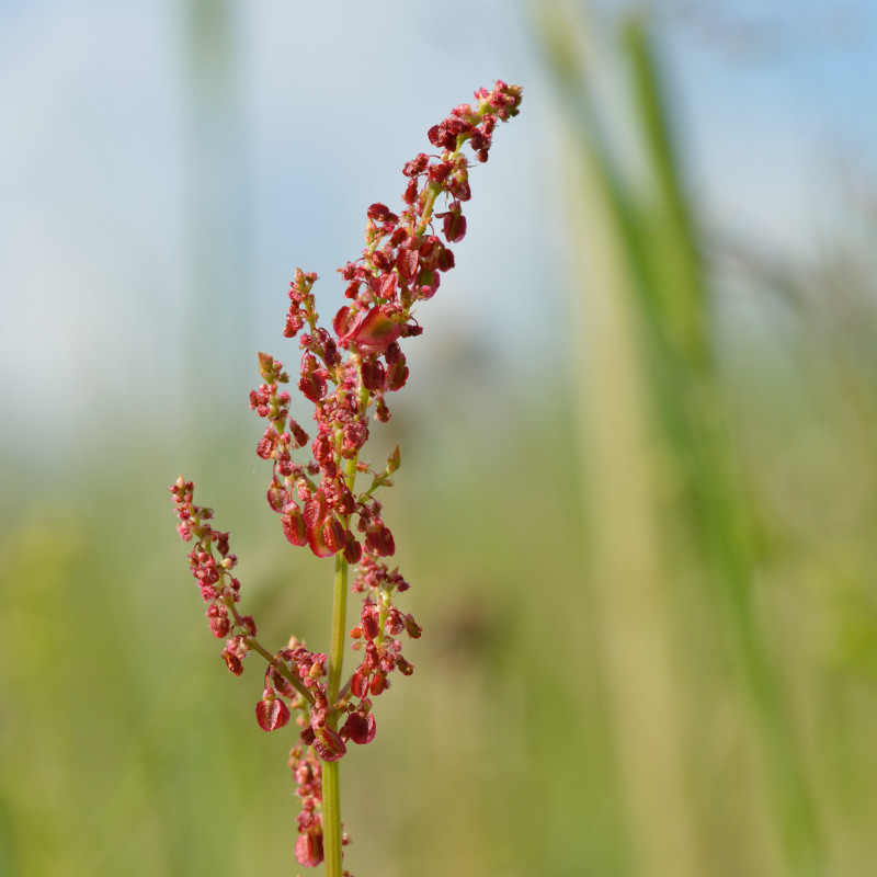 Graines Rumex acetosa - Oseille commune - Plantes vivaces