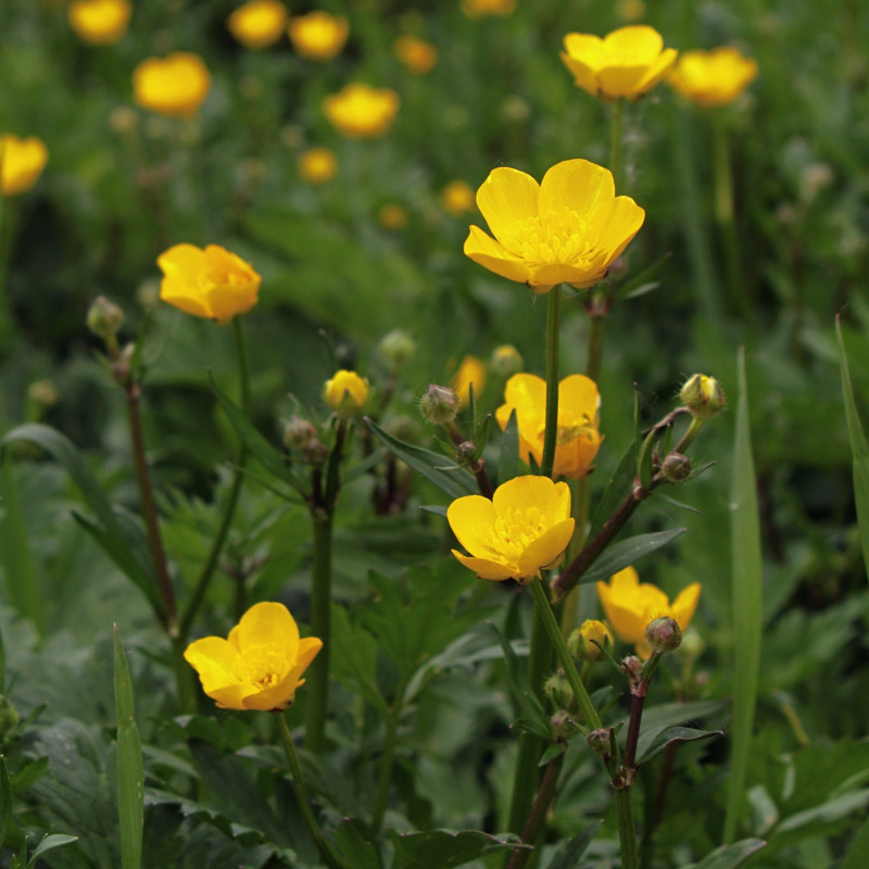 Graines de Renoncule rampante - Semences de Ranunculus repens