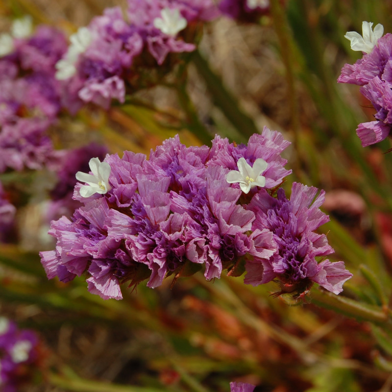 Graines de Statice - Semences de Limonium sinuatum "pacific"