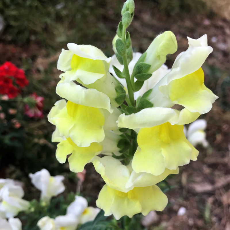 Graines de Muffier, Gueule de loup - Semences d'Antirrhinum majus ...