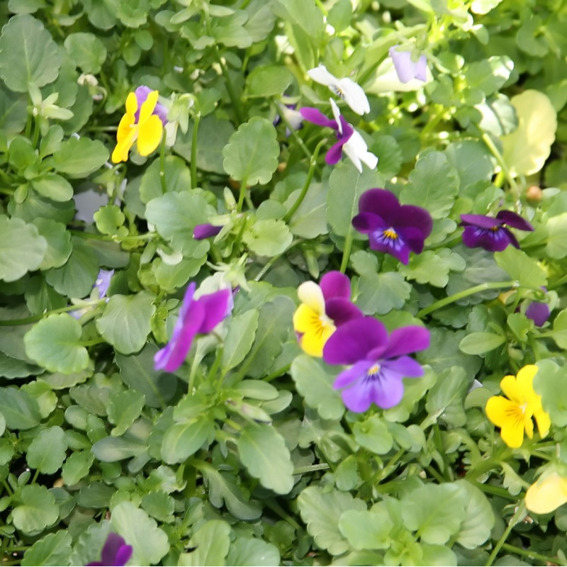 Graines de Violette cornue - Semences de Viola Cornuta