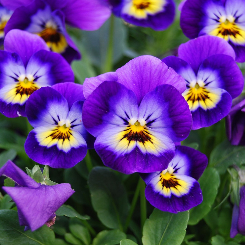 Graines de Violette cornue - Semences de Viola Cornuta