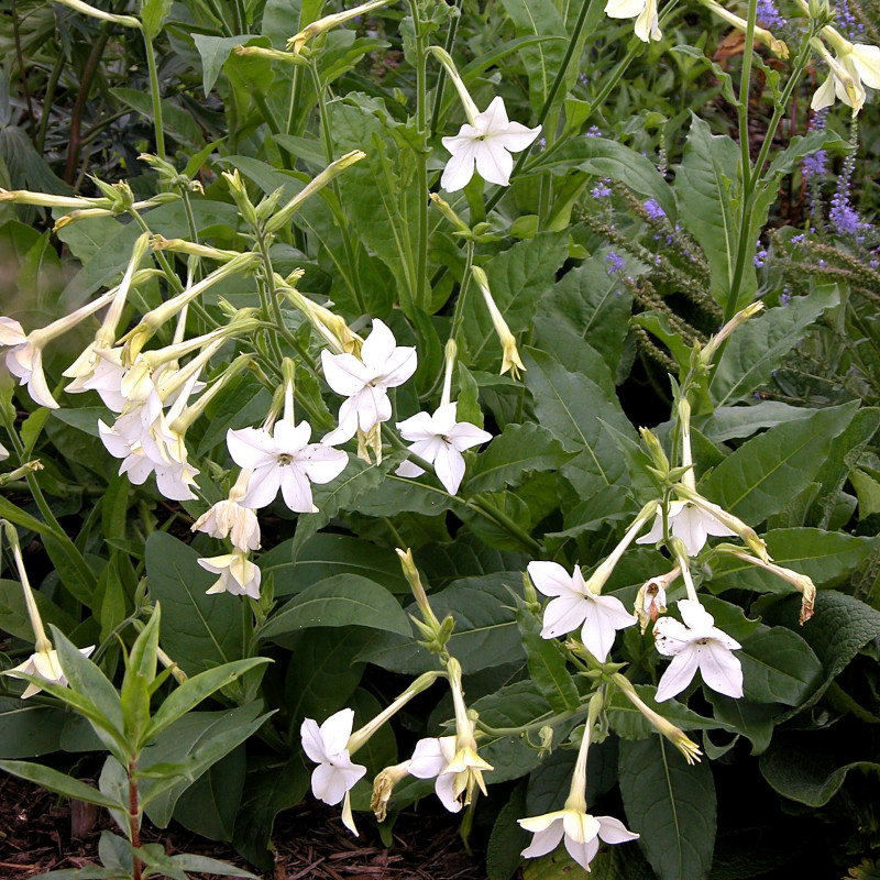 Graines de Tabac d'ornement - Semences de Nicotiana alata "tinkerbell" F2