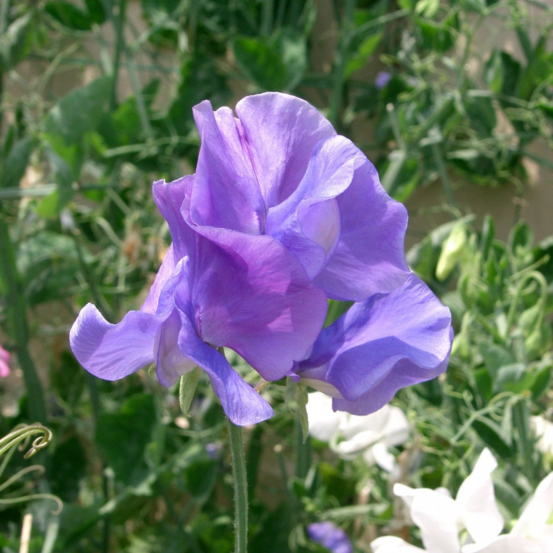 Graines de Pois de senteur - Semences de Lathyrus odoratus "mammoth"
