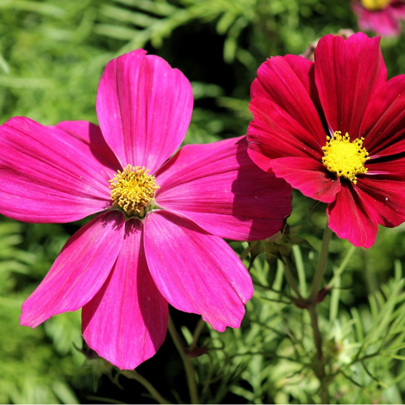 Graines de Cosmos des jardins - Semences de Cosmos bipinnatus 'sensation'