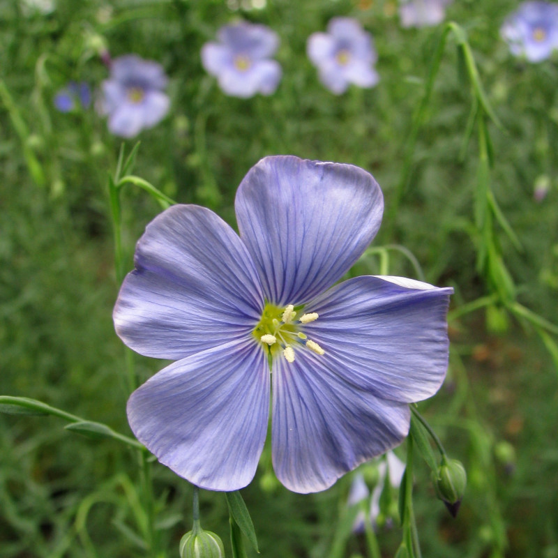 Graines de Lin vivace - Semences de Linum perenne 'nanum blue sapphire'