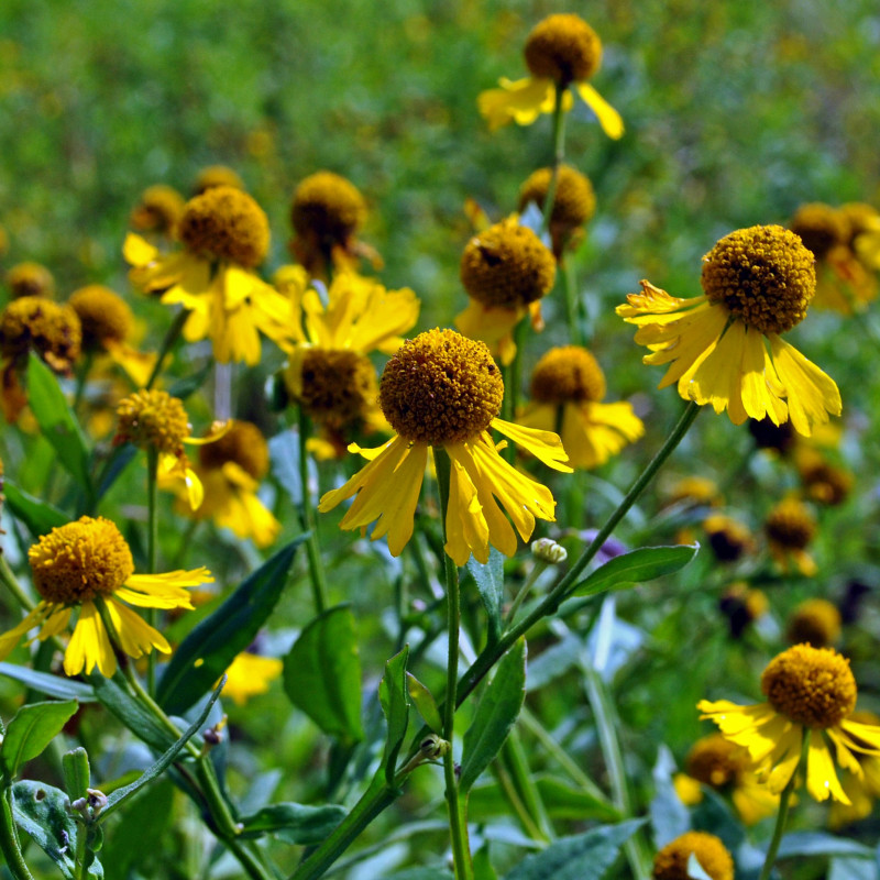 Graines Hélénium d'automne - Semences d'Helenium autumnale