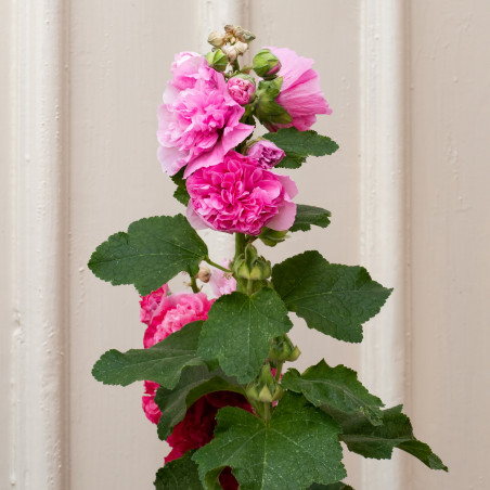 Graines de Rose trémière - Semences d'Alcea rosea charters