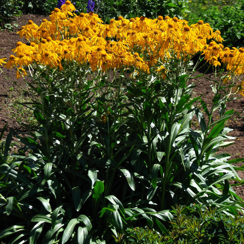 Graines d'Hélénium d'automne jaune - Semences d'Helenium autumnale hoopesii
