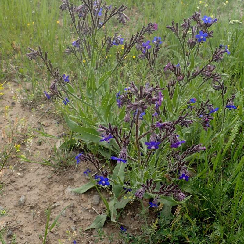 Graines De Buglosse Ditalie Semences Danchusa Azurea