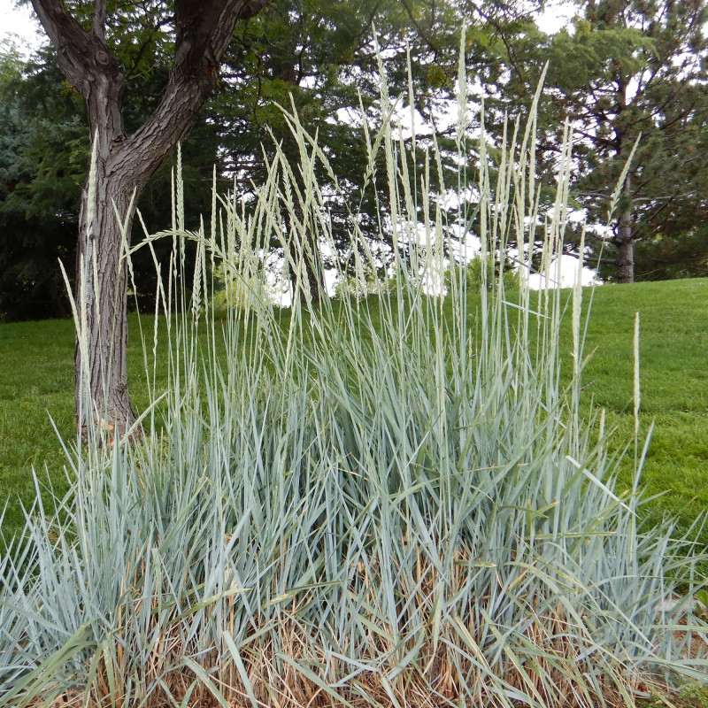 Graines de Seigle de mer, Elyme des sables - Semences d'Elymus arenarius