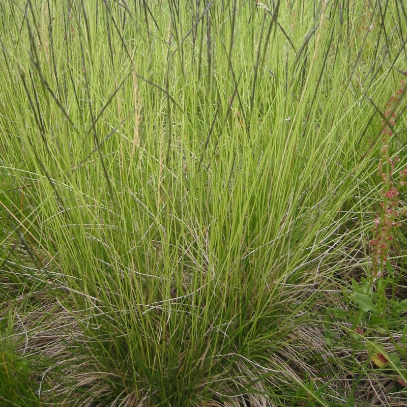 Graines de Nard raide - Semences de Nardus stricta