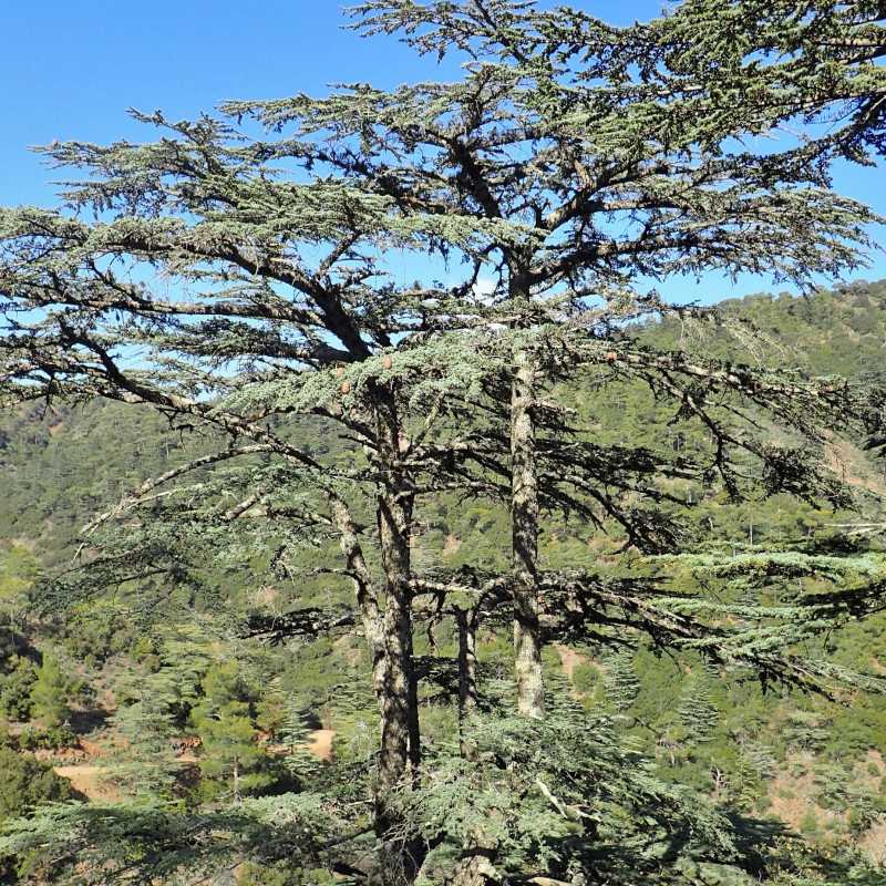 Graines de Cèdre de Chypre - Semences de Cedrus brevifolia