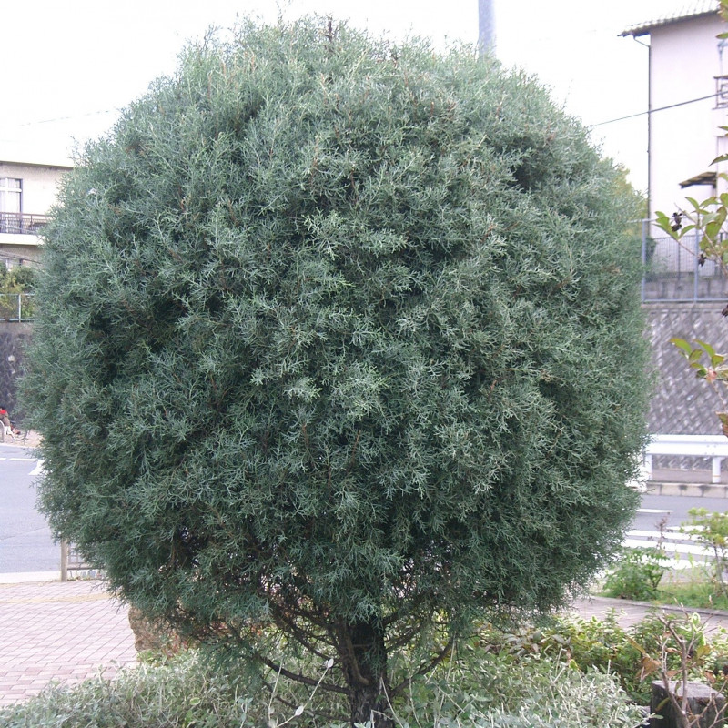 Graines de Cyprès de l'Arizona - Semences de Cupressus arizonica