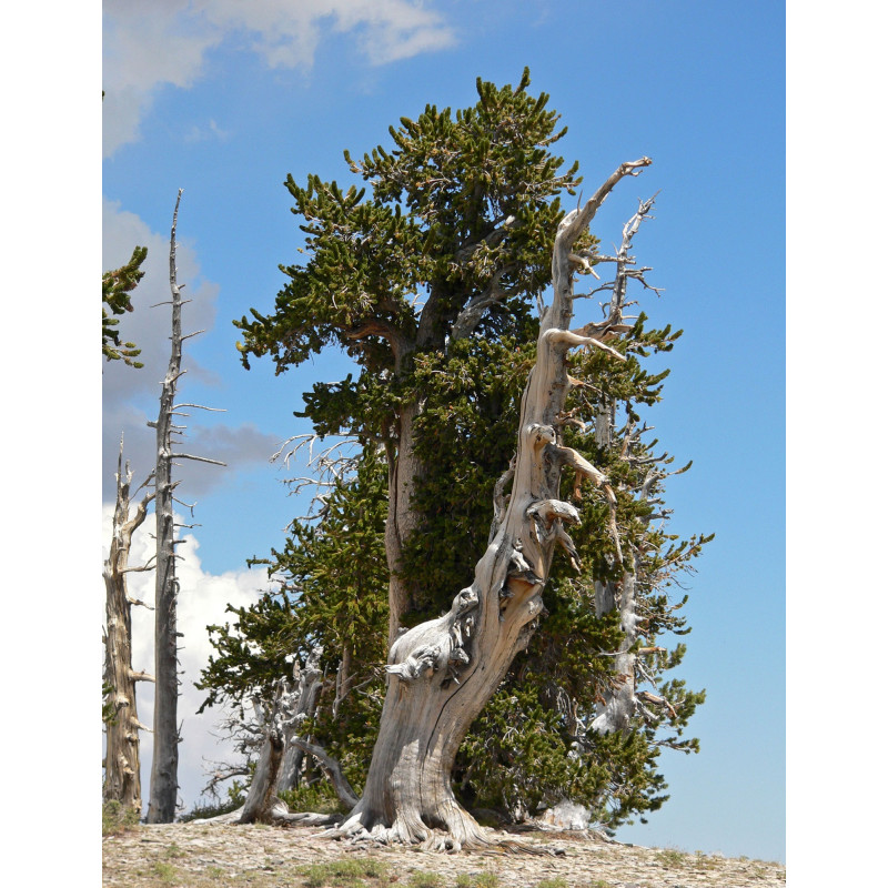 Graines de Pin Bristlecone - Semences de Pinus longaeva