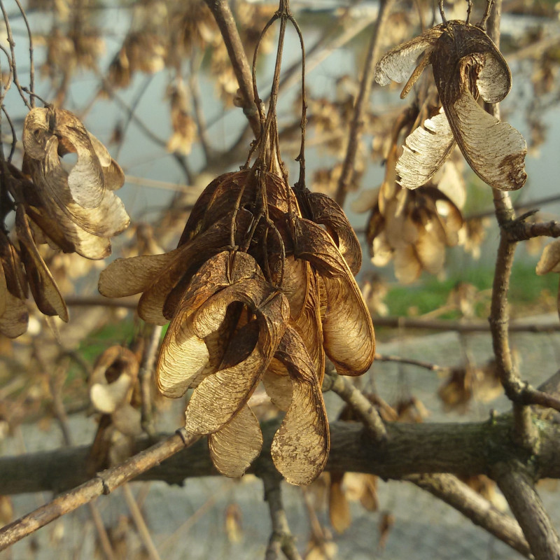 Graines d'Érable à feuilles de Frêne - Semences d'Acer negundo
