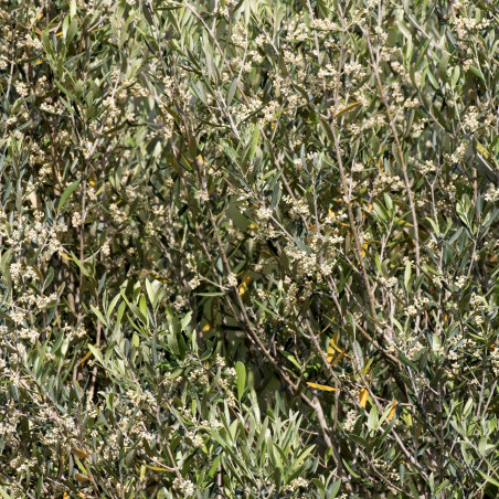 Graines d'Oléastre -Semences d'Olea oleaster