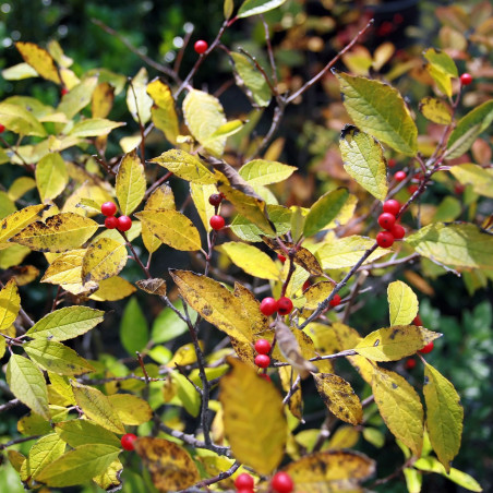 Graines de Houx verticillé - Semences d'Ilex verticillata