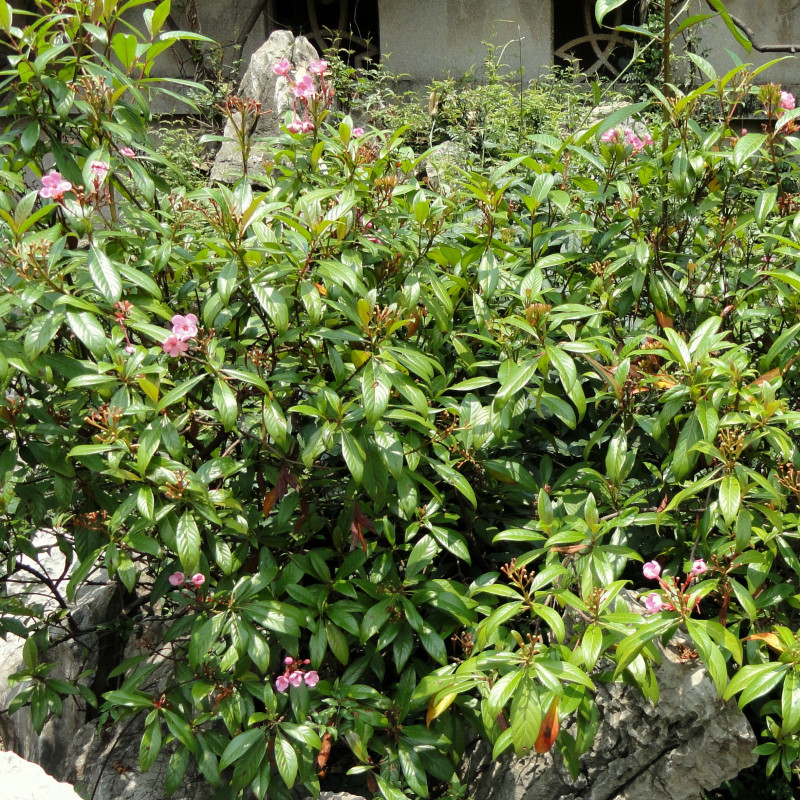 Graines de Luculia gratissima rosea