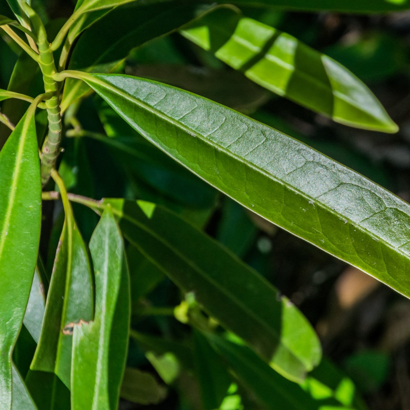 Graines Manglietia insignis - Magnolia insignis - Manglietia